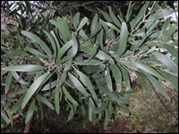 ARBOLES: Acacia melanoxylon